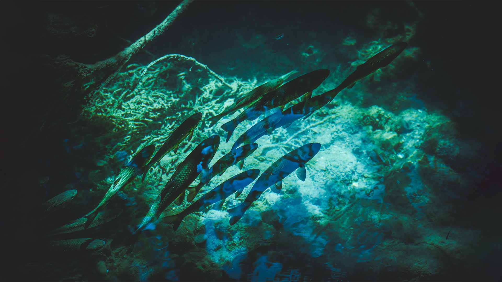 Like Water for Fish: Intel’s elemental support for developers